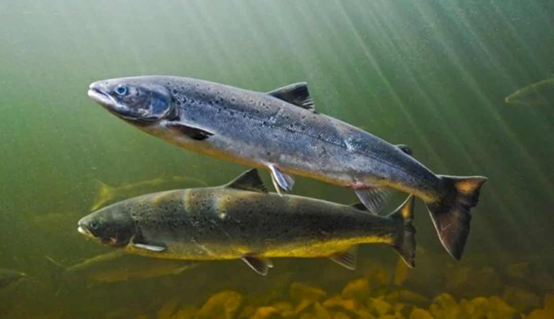 6 Types of Fish That Naturally Boost Vitamin D - Sada News Agency